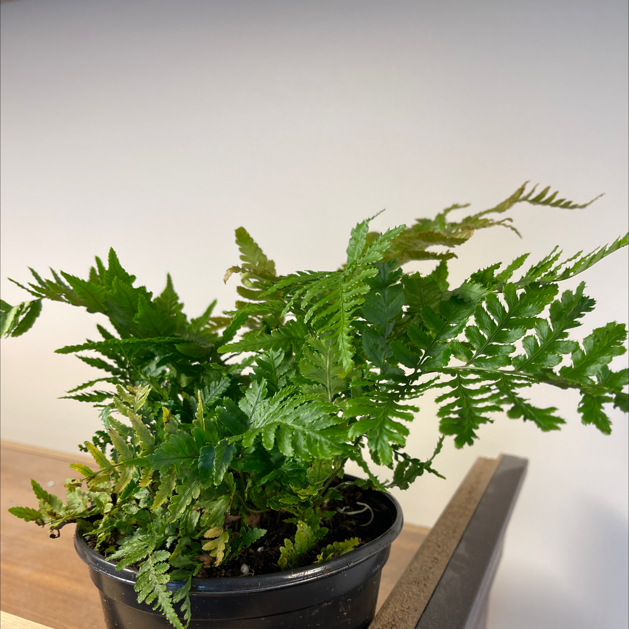 How to Fertilize Your Autumn Fern