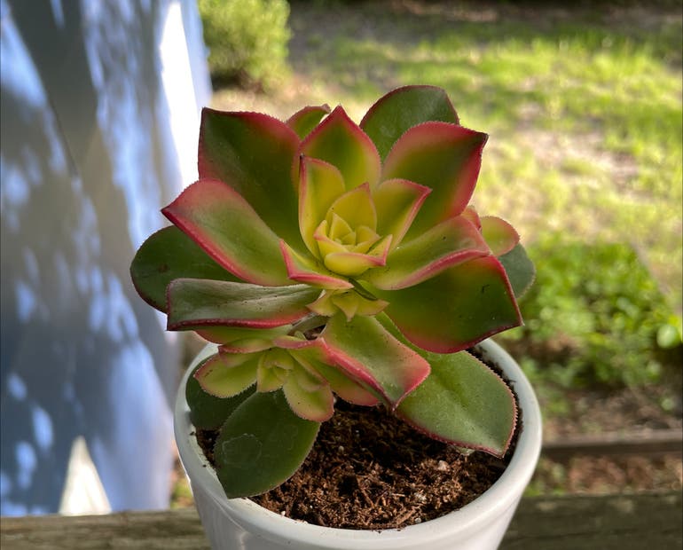 How Do I Propagate My Aeonium 'Kiwi'? How Do I Propagate My Aeonium 'Kiwi'?