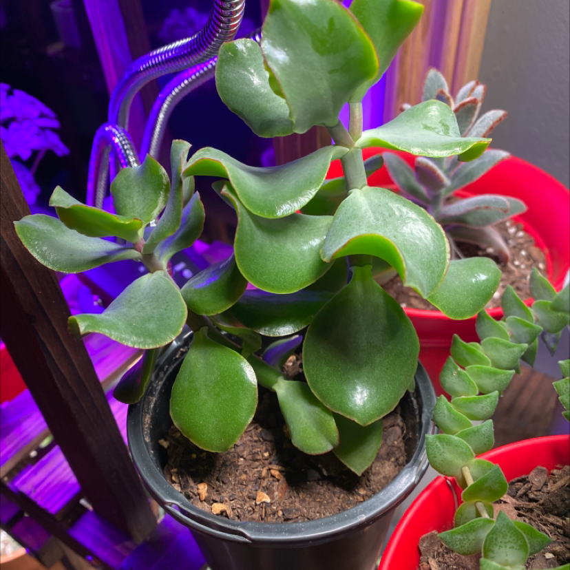 Best Soil for Ripple Jade