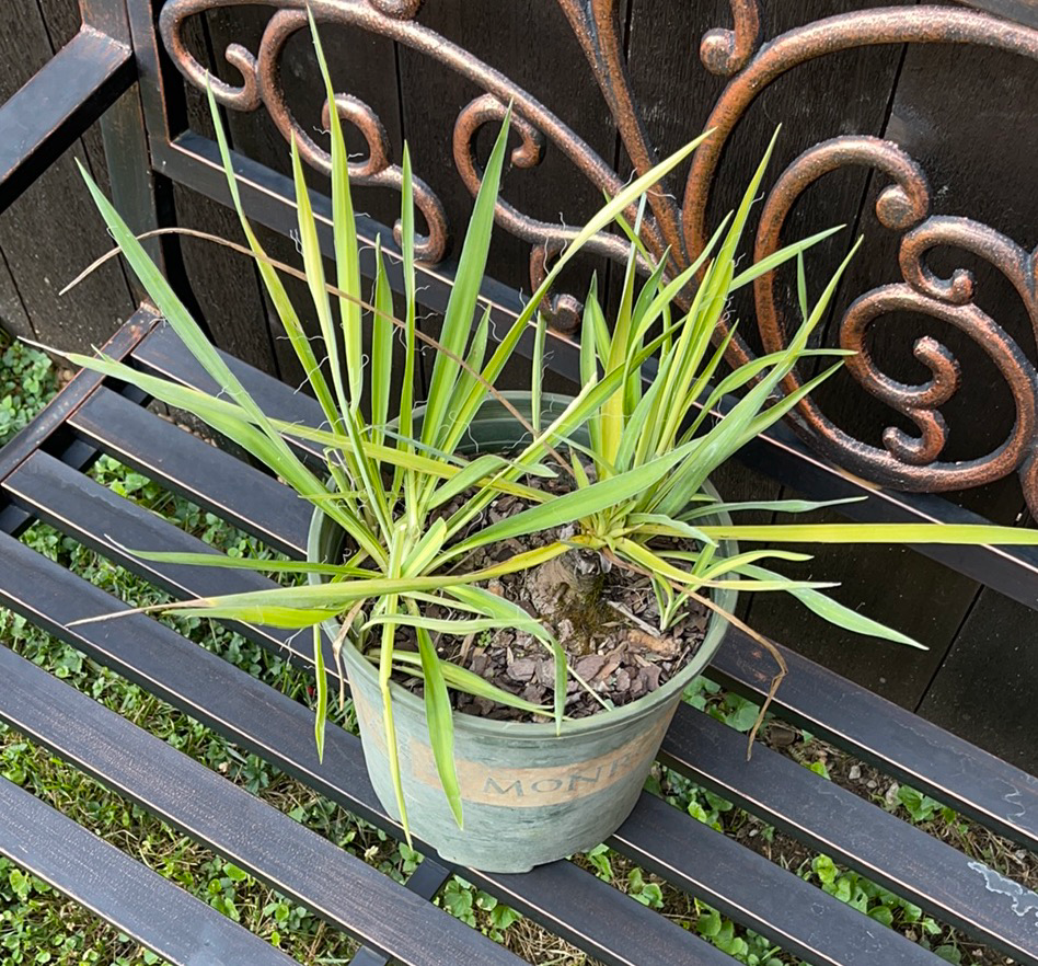 Why Are My Adam's Needle Leaves Droopy?