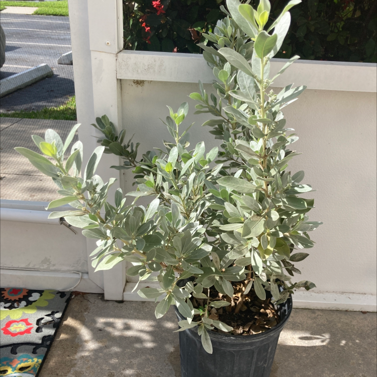 Button Mangrove Care 101: Water, Light & Growing Tips