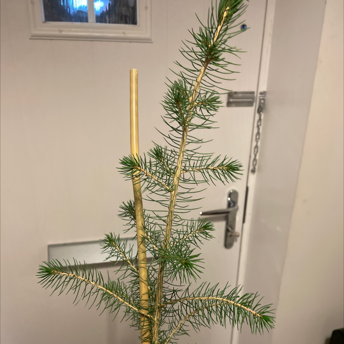 Symbolism and Benefits of the Norway Spruce