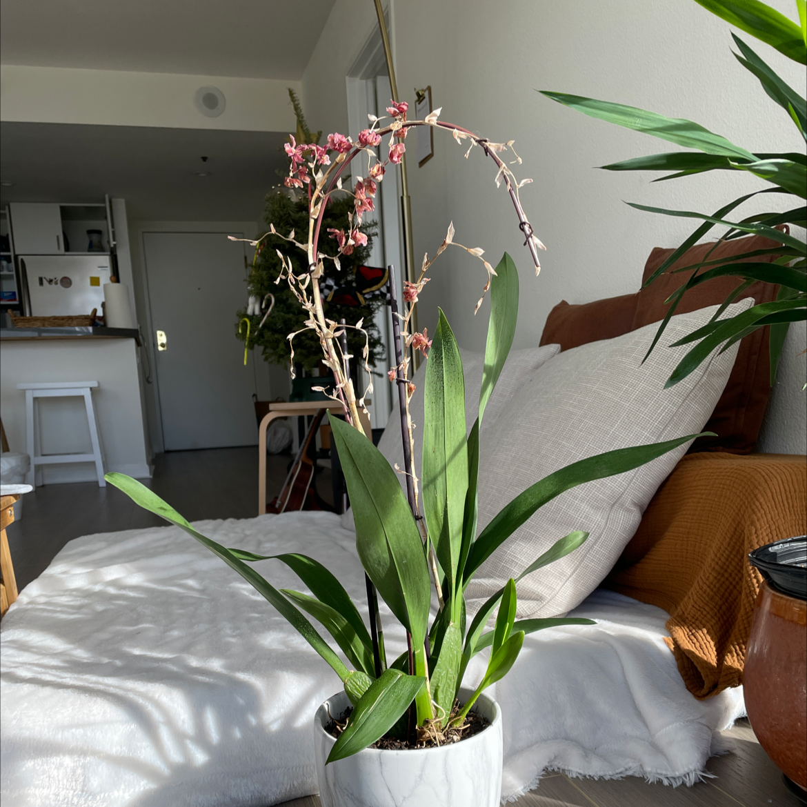 Oncidium Sharry Baby 'Sweet Fragrance' Leaves Curling