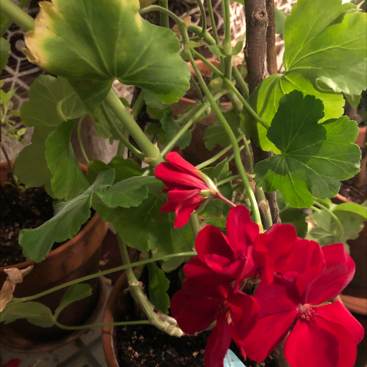 Why Are There Brown Spots On My Zonale Geranium Leaves? 🍂