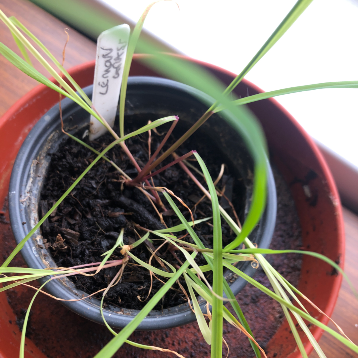 How Do I Fix Lemon Grass Root Rot?