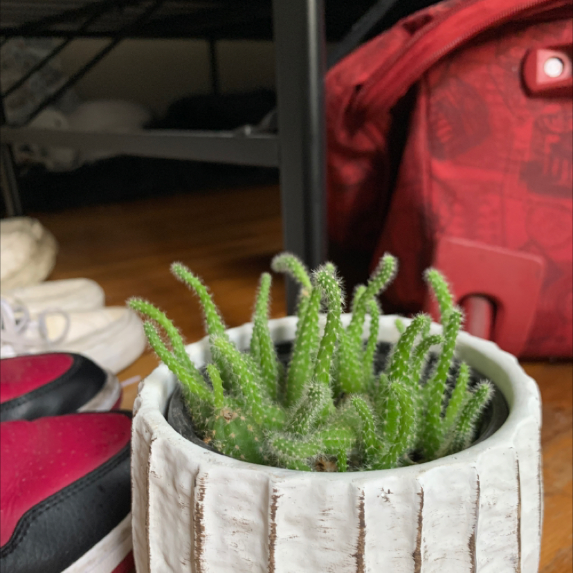 🥜 Why Are My Peanut Cactus Leaves Droopy?