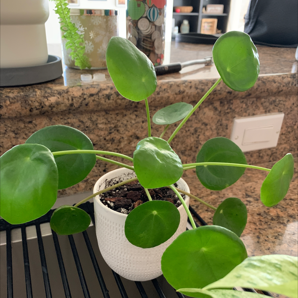 Ditto | A plant by @Meggiemeegs on Greg