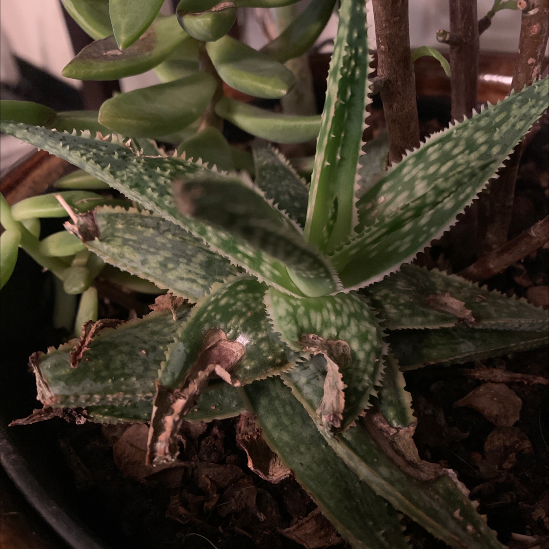 Tiger Tooth Aloe Root Rot Solutions