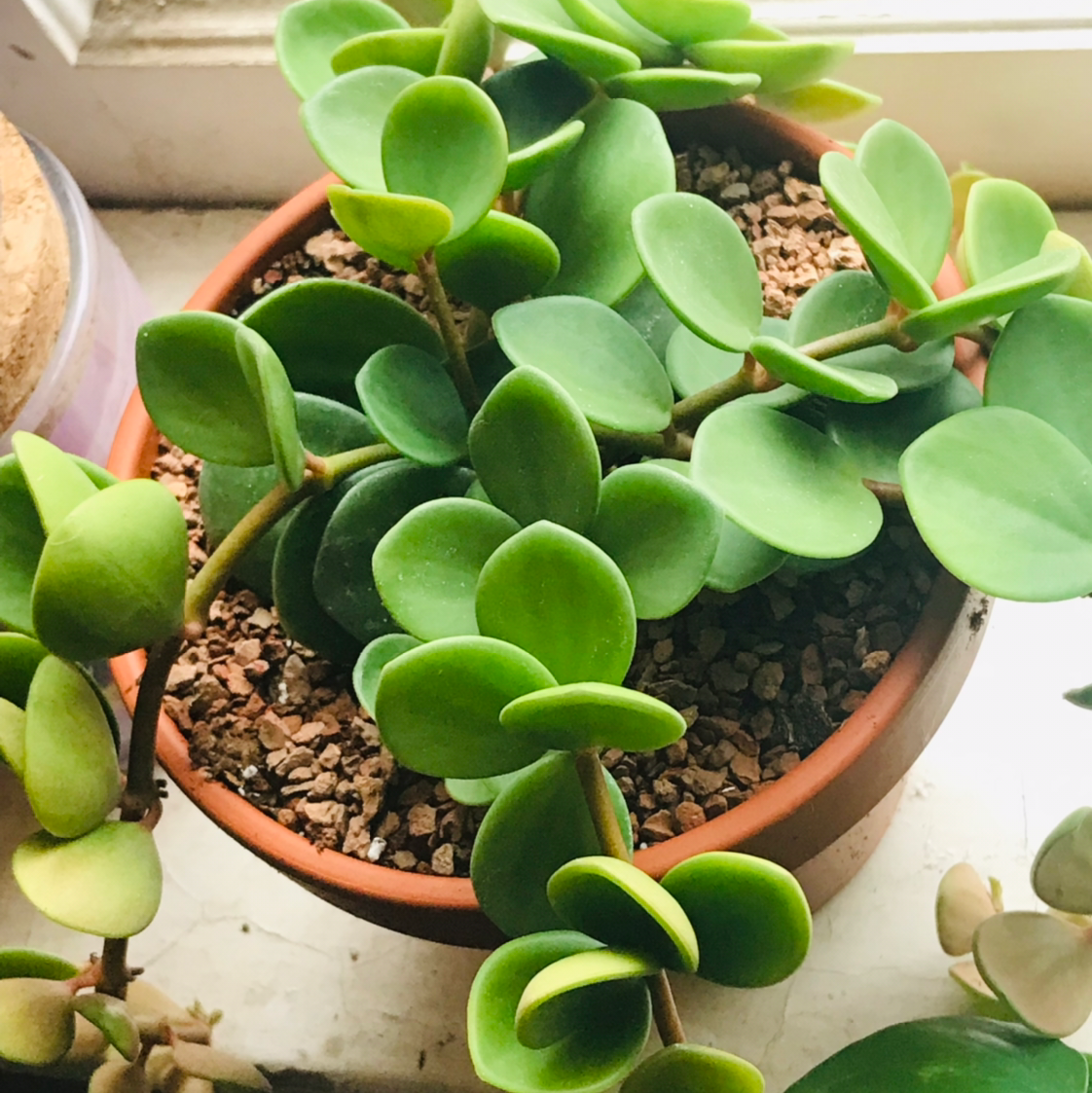 Propagating Your Peperomia 'Hope': Step-by-Step Guide