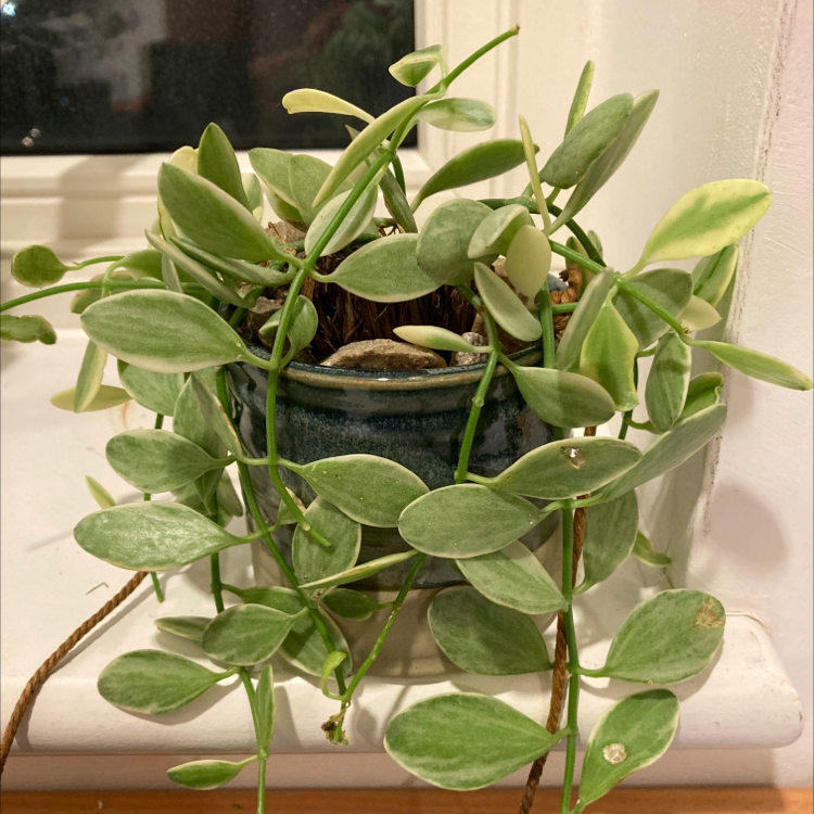 String of Nickels Plant Care: Water, Light, Nutrients | Greg App 🌱