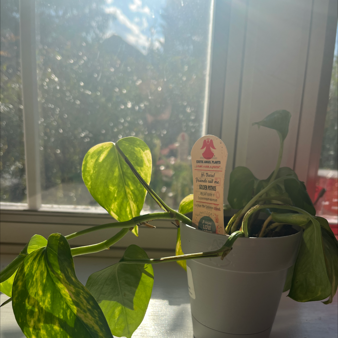 Personalized Golden Pothos Care: Water, Light, Nutrients | Greg App