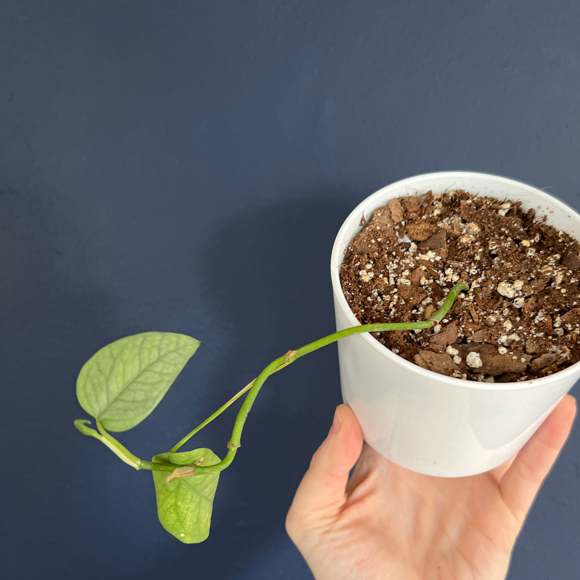 How To Propagate Your Cebu Blue Pothos