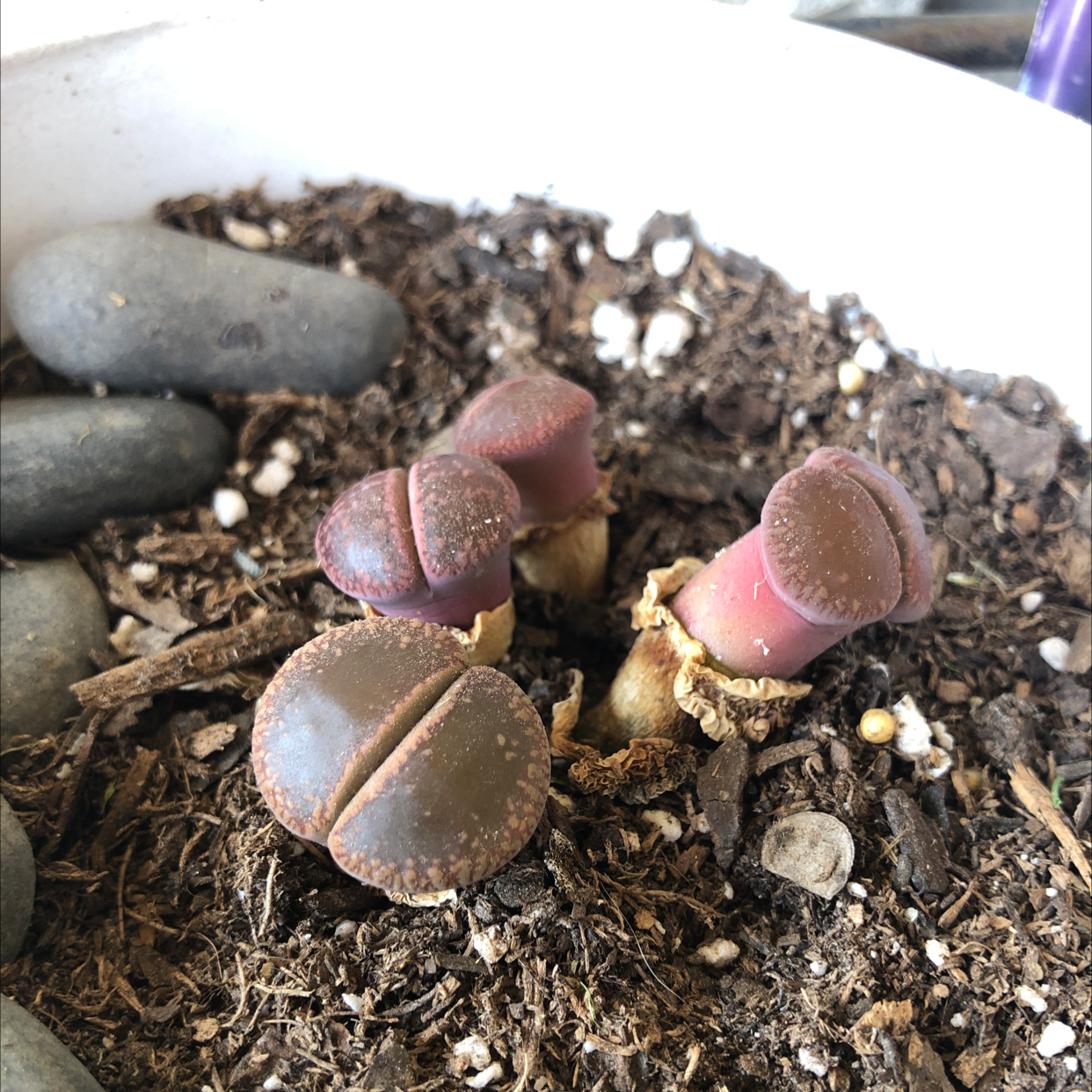 10 Advantages of Having a Lithops optica 'Rubra'