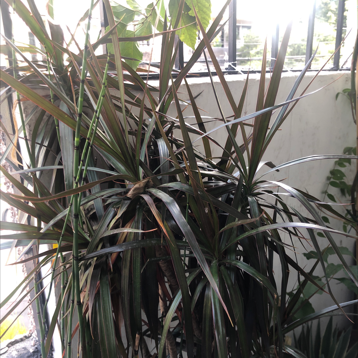 How Should Magenta Dragon Tree Be Cut Back?