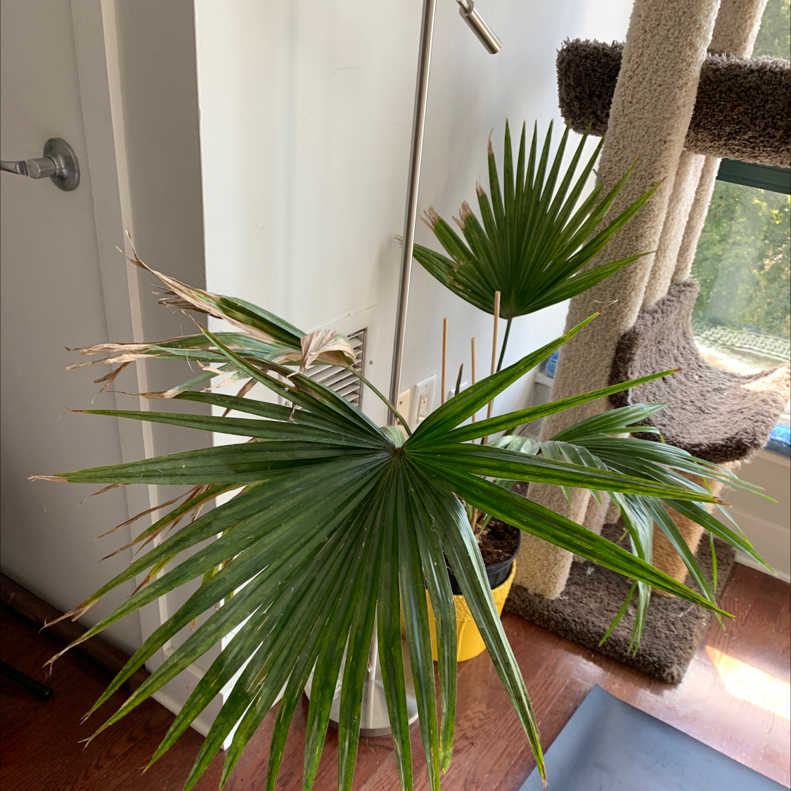 Why Are My Chinese Windmill Palm Leaves Mushy?