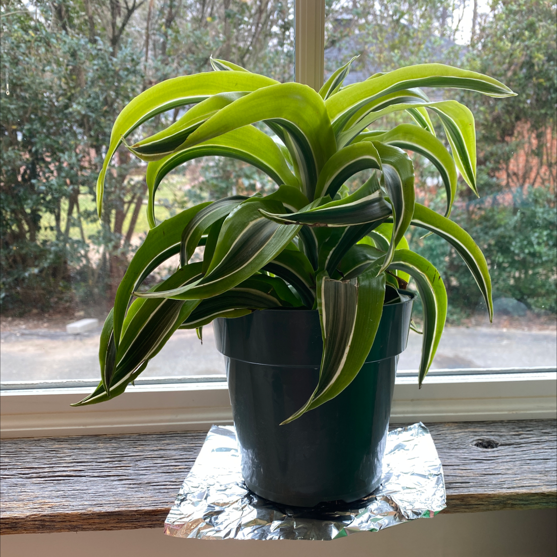 What To Do About Dracaena 'lemon Lime' Root Rot