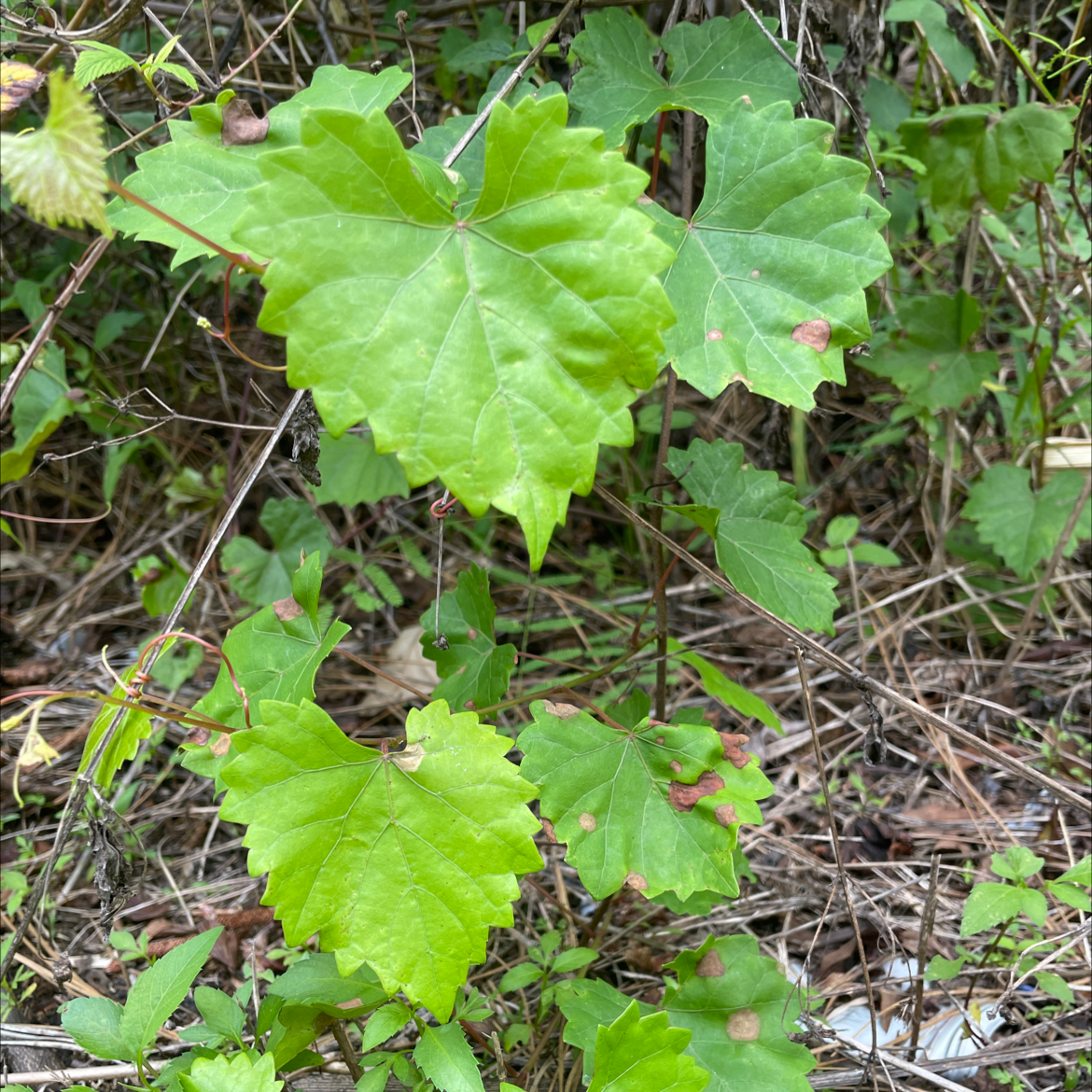 Propagating Muscadine Grape: The Ultimate Guide