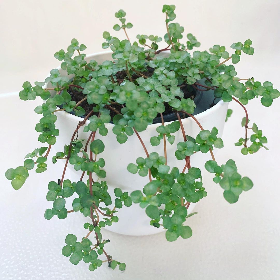 Pilea 'Aquamarine' Care 101: Water, Light & Growing Tips