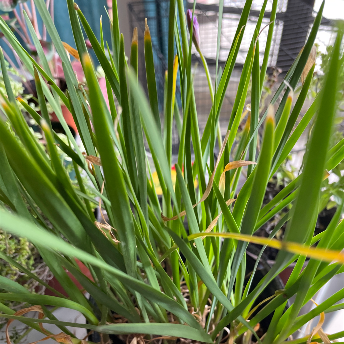 Why Are There Brown Spots on My Society Garlic Leaves?