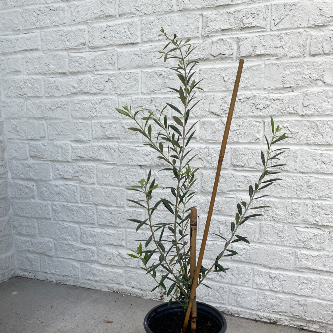 Symbolism and Benefits of the Oleander