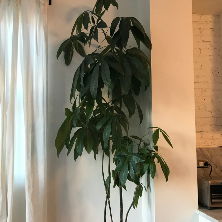 Mula | A plant by Jolie on Greg