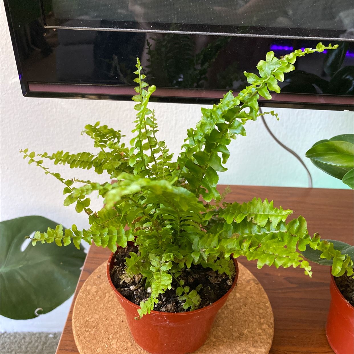 Best Soil for Jester's Crown Fern