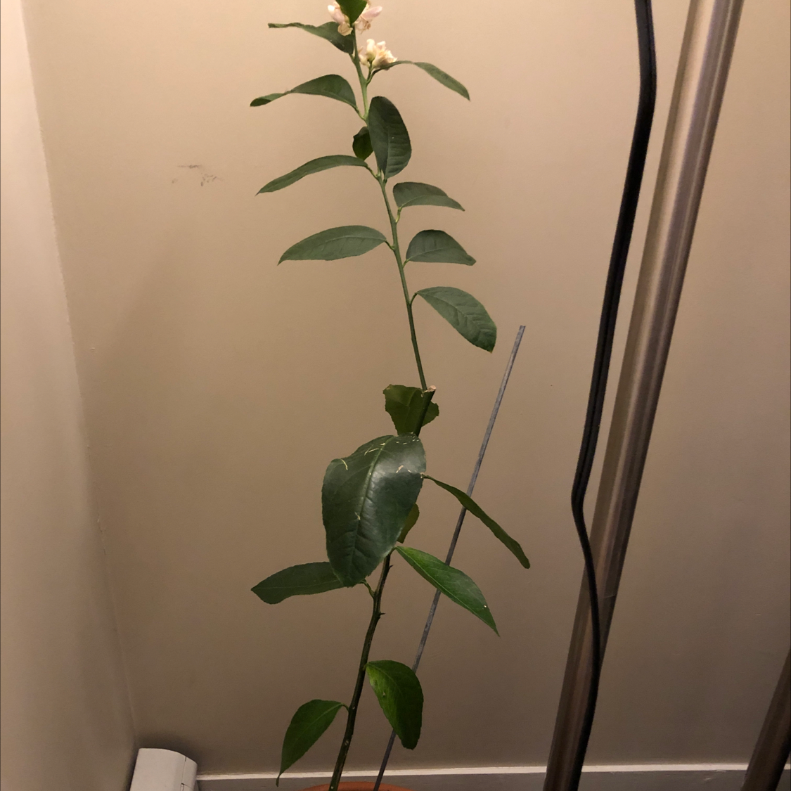 🍋 Why Are My Meyer Lemon Tree Leaves Falling Over?