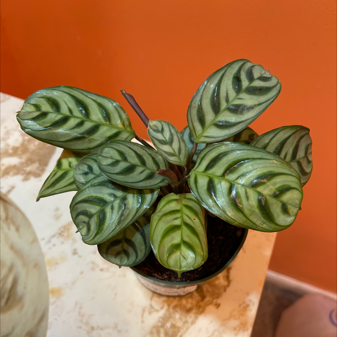 Why Are There Brown Spots On My Fishbone Prayer Plant?