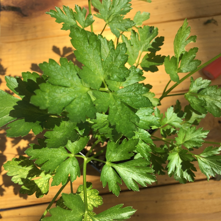 Why Are My Italian Parsley Leaves Falling Over?