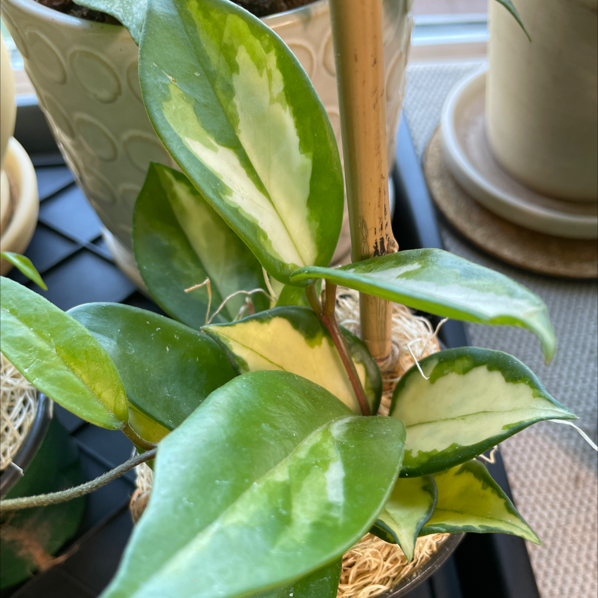 Why Are There Black Spots on My Exotic Hoya Leaves?