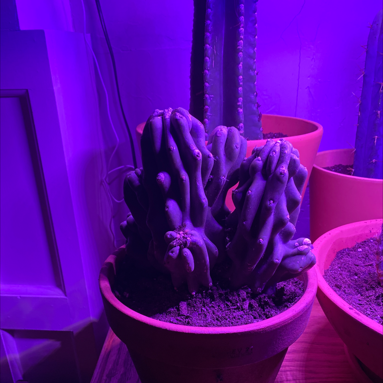 Propagating Peruvian Apple Cactus: The Ultimate Guide