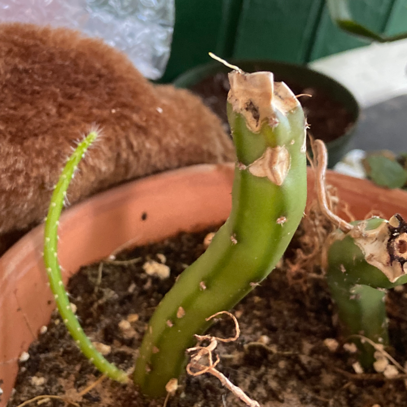 Why Are There Brown Spots on My Night-Blooming Cereus?