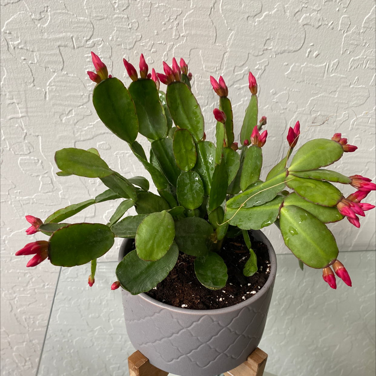 🥚 How Do I Propagate My Easter Cactus?