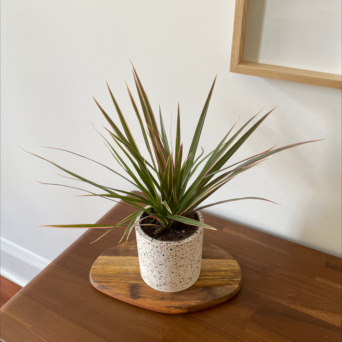 10 Benefits of Having a Magenta Dragon Tree