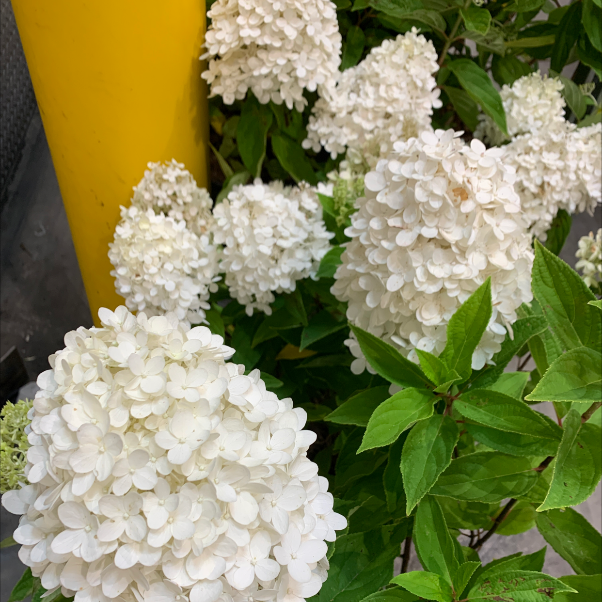 Propagating Your Panicle Hydrangea: Step-by-Step Guide