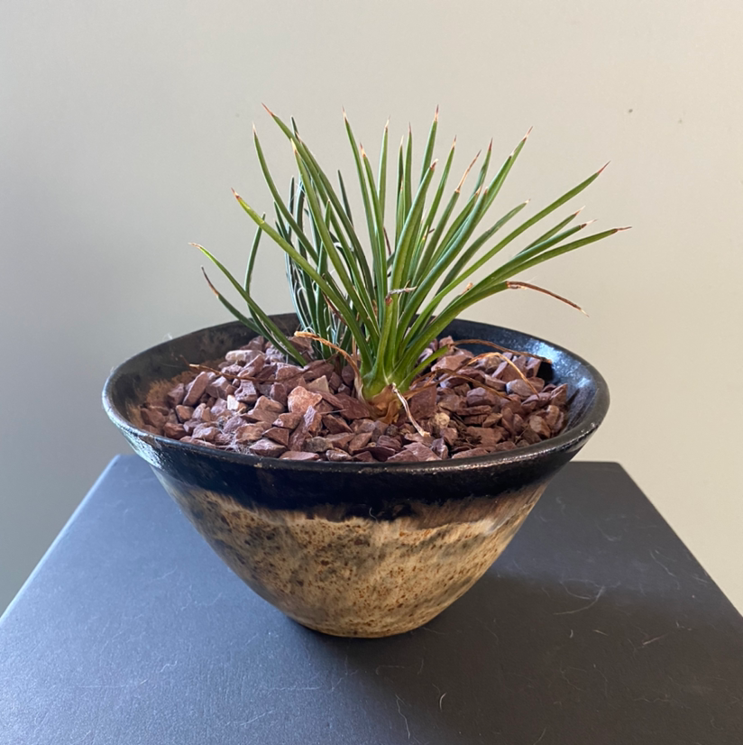 Choosing Fertilizer For My Red Yucca