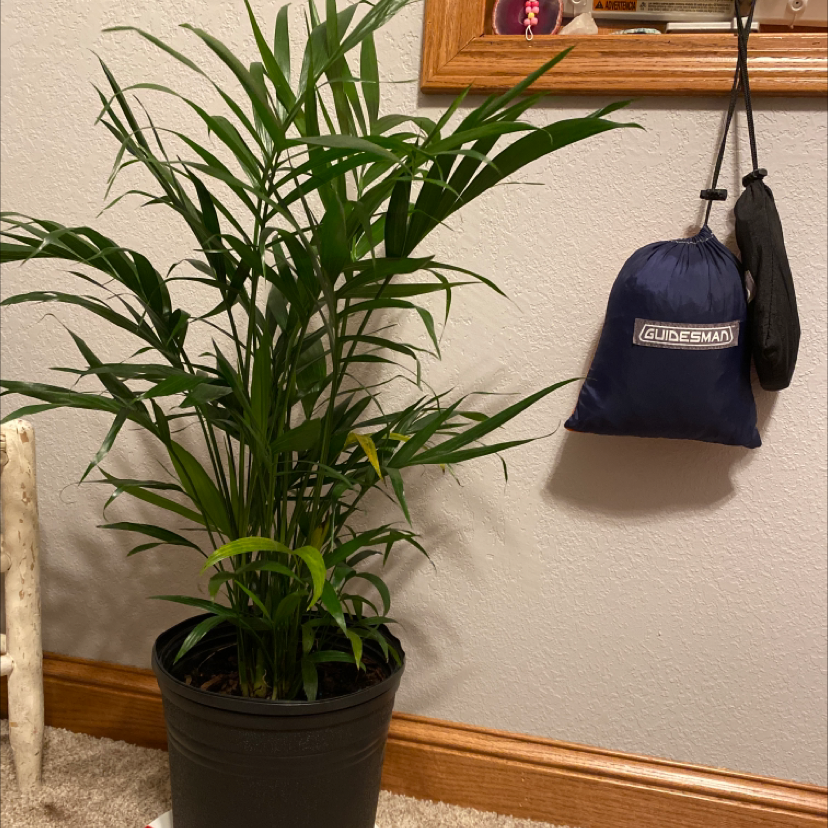 🐛 What Are The Bugs on My Cat Palm?