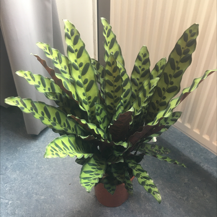 The Complete Calathea Royal Standard Plant Care Guide: Water, Light ...