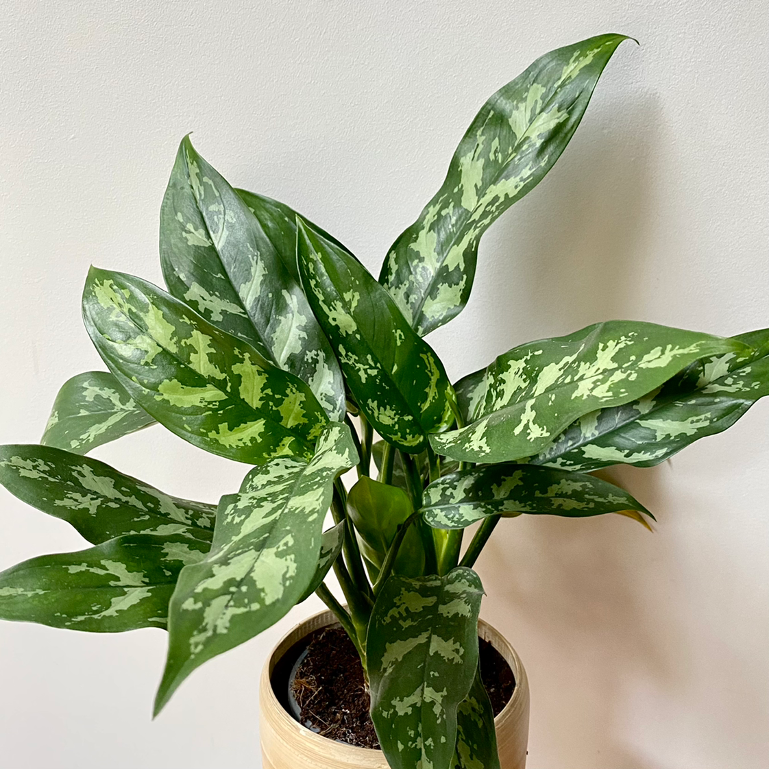 Best Soil for Aglaonema 'Emerald Beauty'