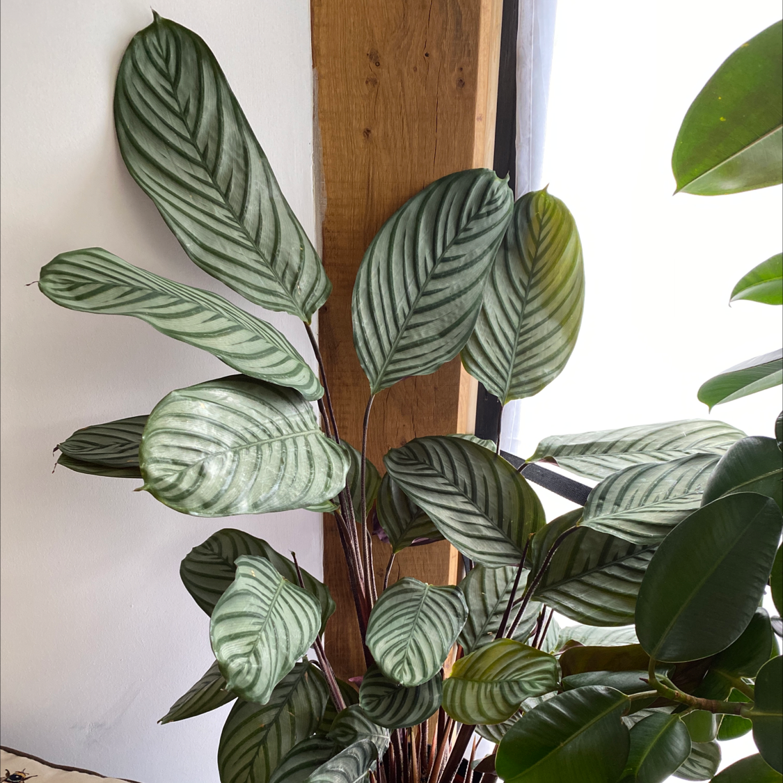 Personalized Calathea anulque Care: Water, Light, Nutrients | Greg App