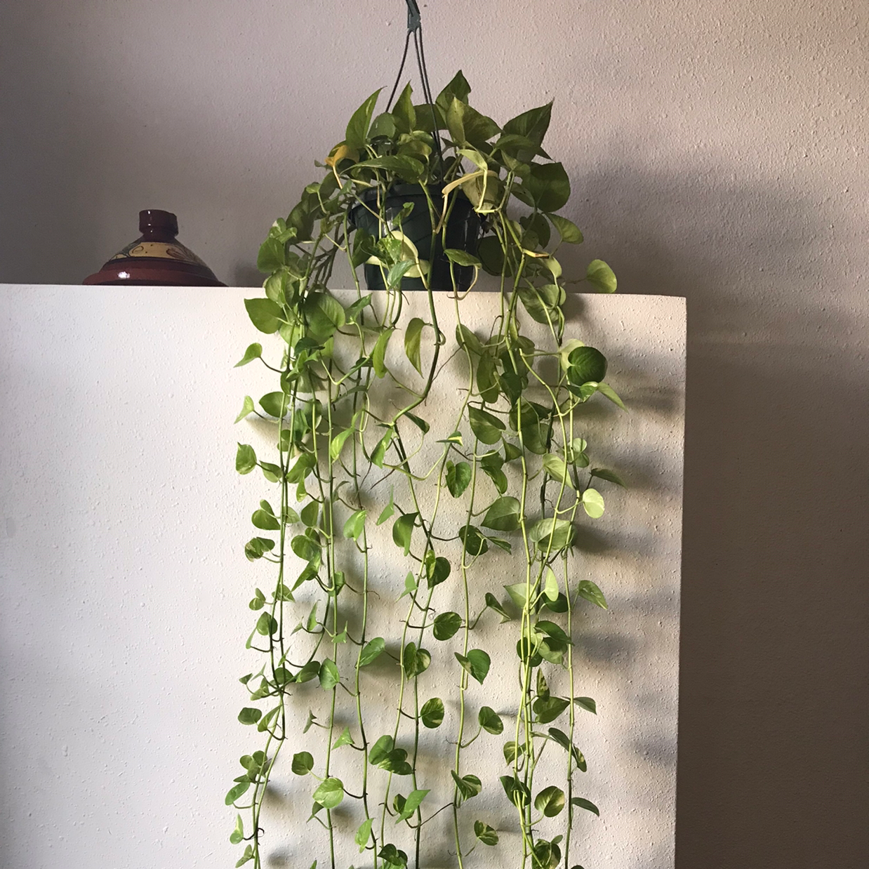 10 Benefits of Having a Vining Peperomia