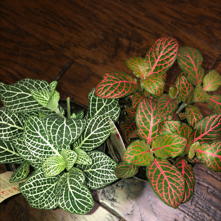 Propagating My Pink Wave Nerve Plant: Step-by-Step Guide