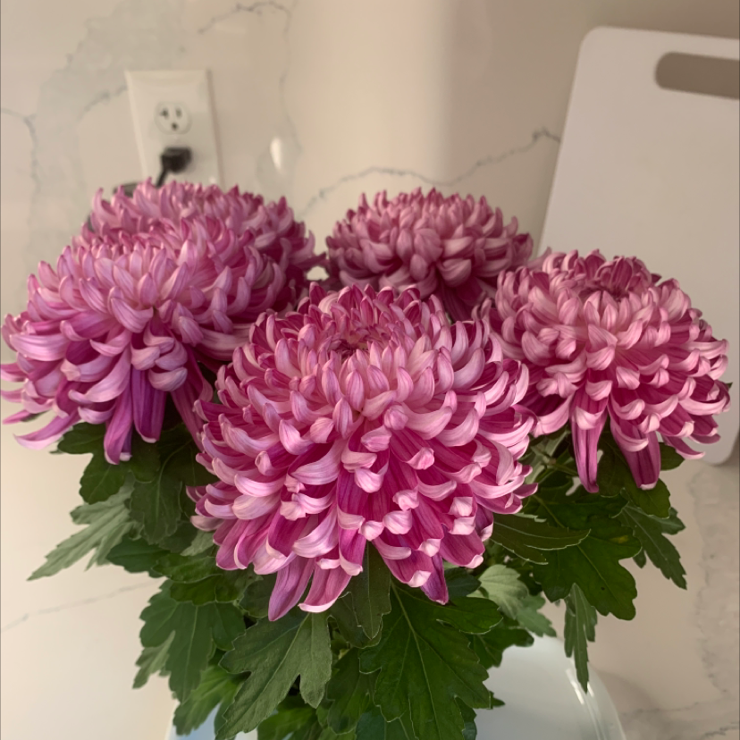 10 Advantages of Having a Giant Crego Aster