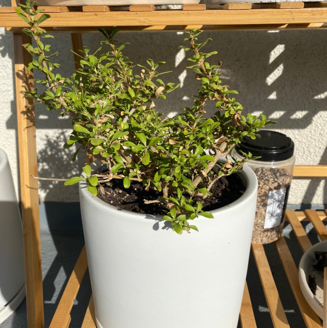 Mirror Bush: How Much Water & Light Does it Need to Thrive?