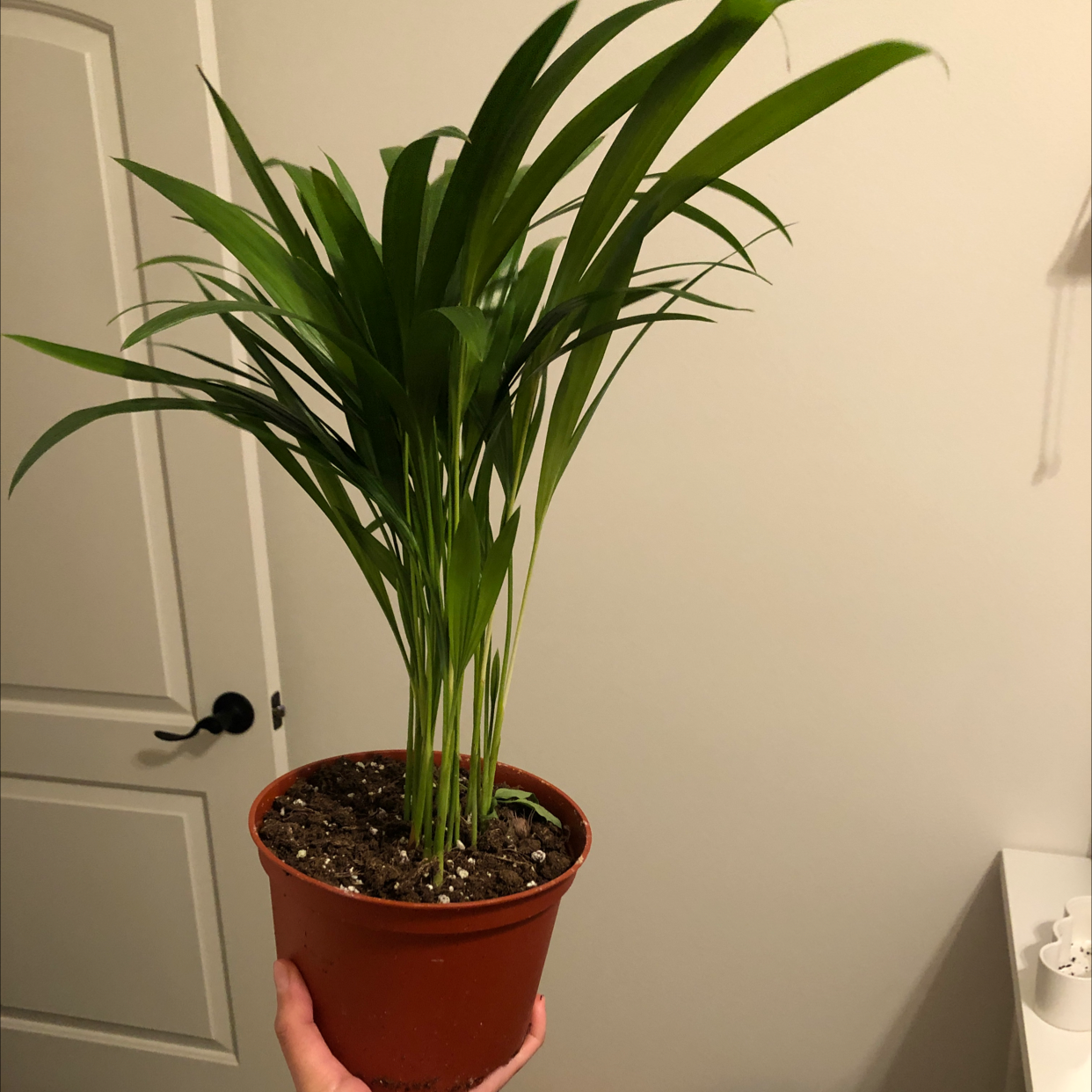 How Should Kentia Palm Be Cut Back?