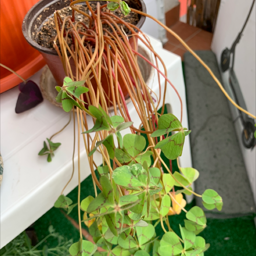 Diagnosing creeping woodsorrel root rot