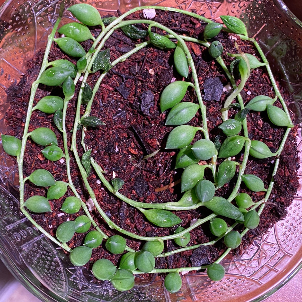 String of Raindrops: How Much Water & Light Does it Need to Thrive?