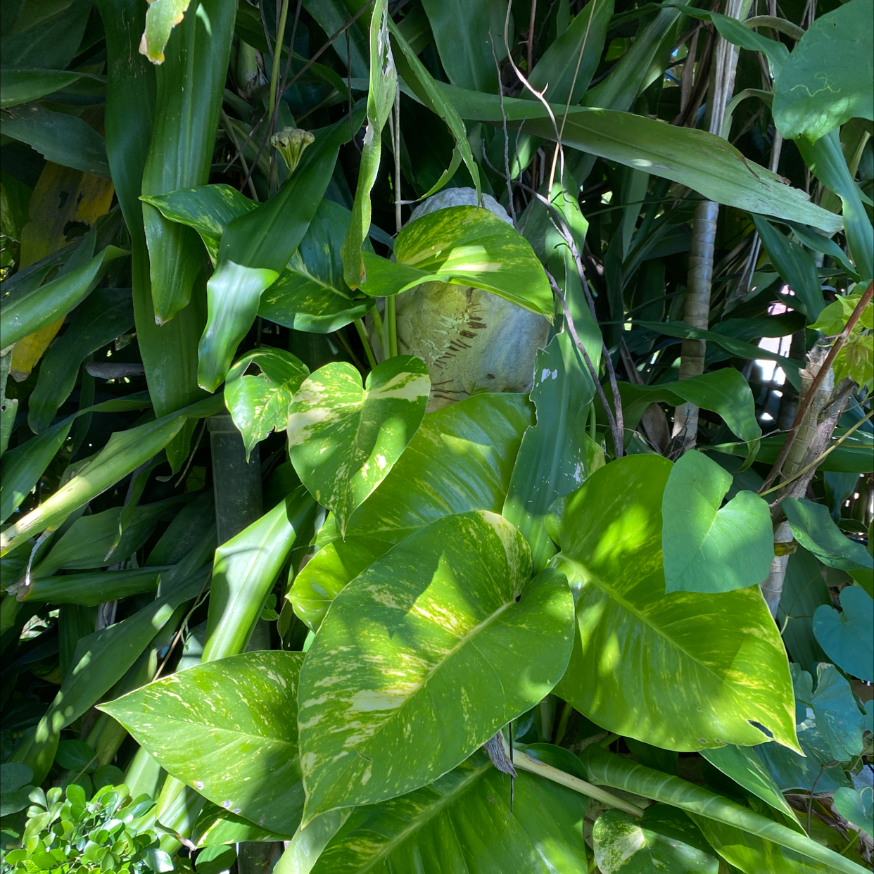 How to Propagate Your Hawaiian Pothos