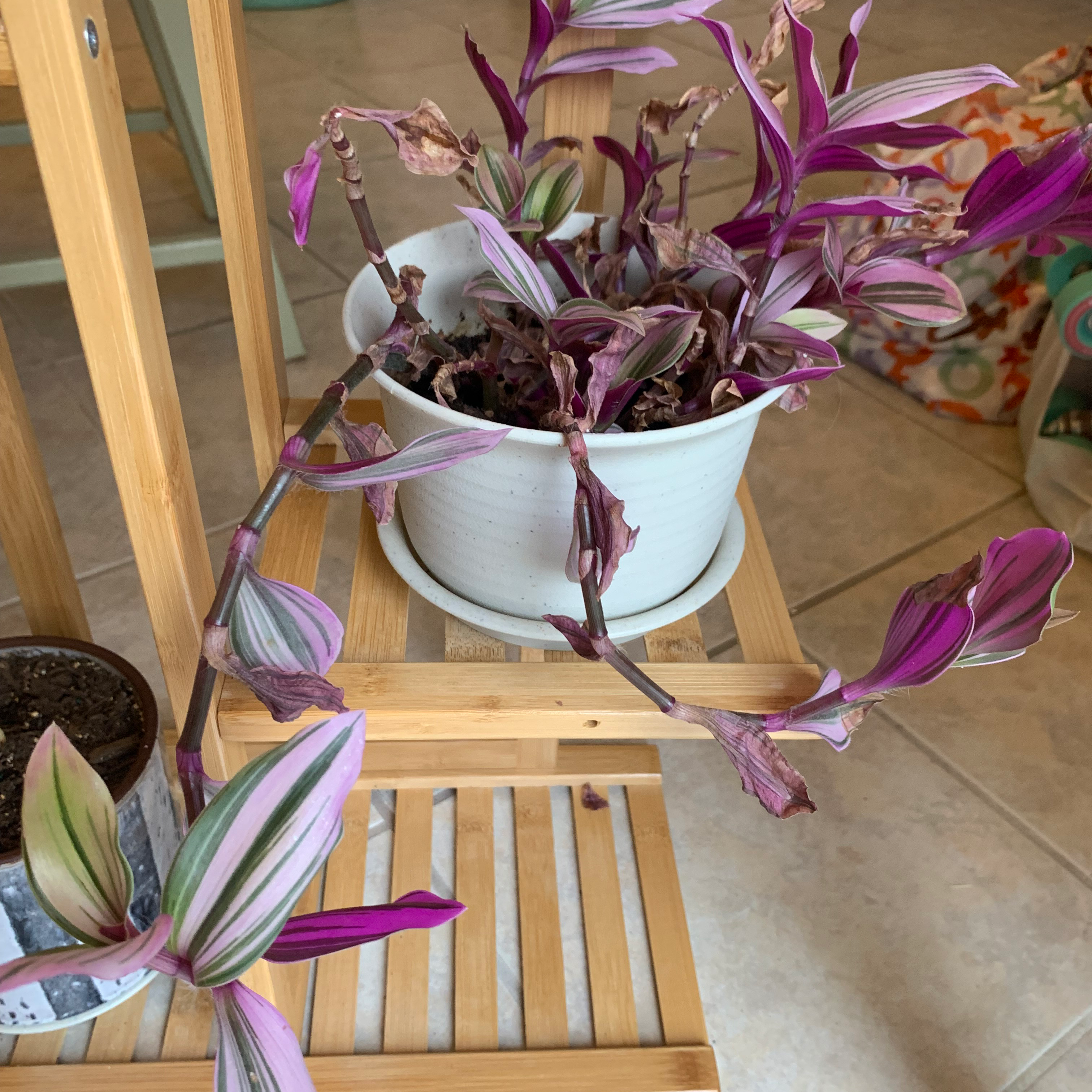 💧 Why Are My Tradescantia Nanouk Leaves Mushy?