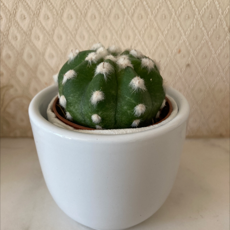 Fertilizing My Bishop's Cap Cactus